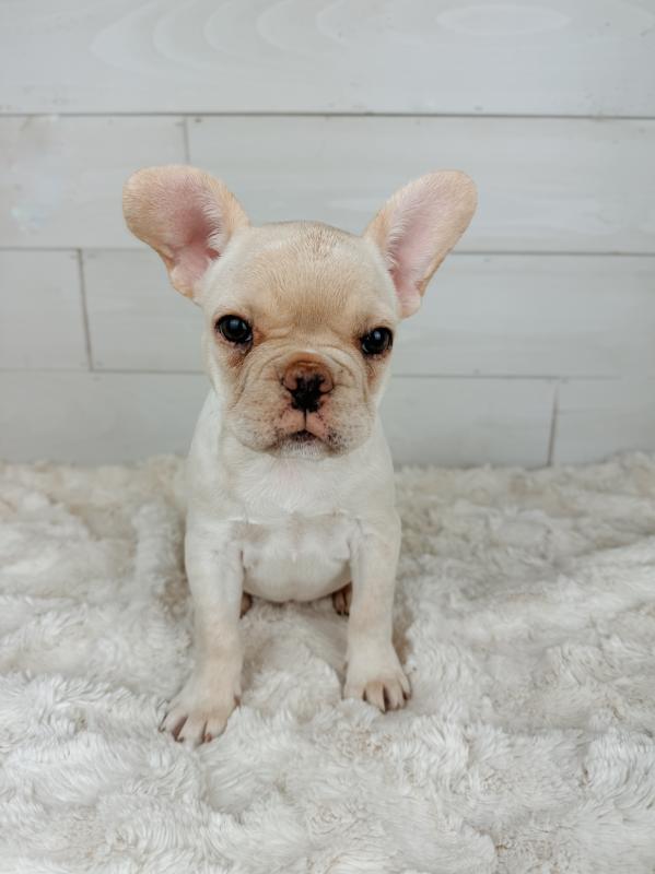 Frontier Pets | Cheyenne, Wyoming